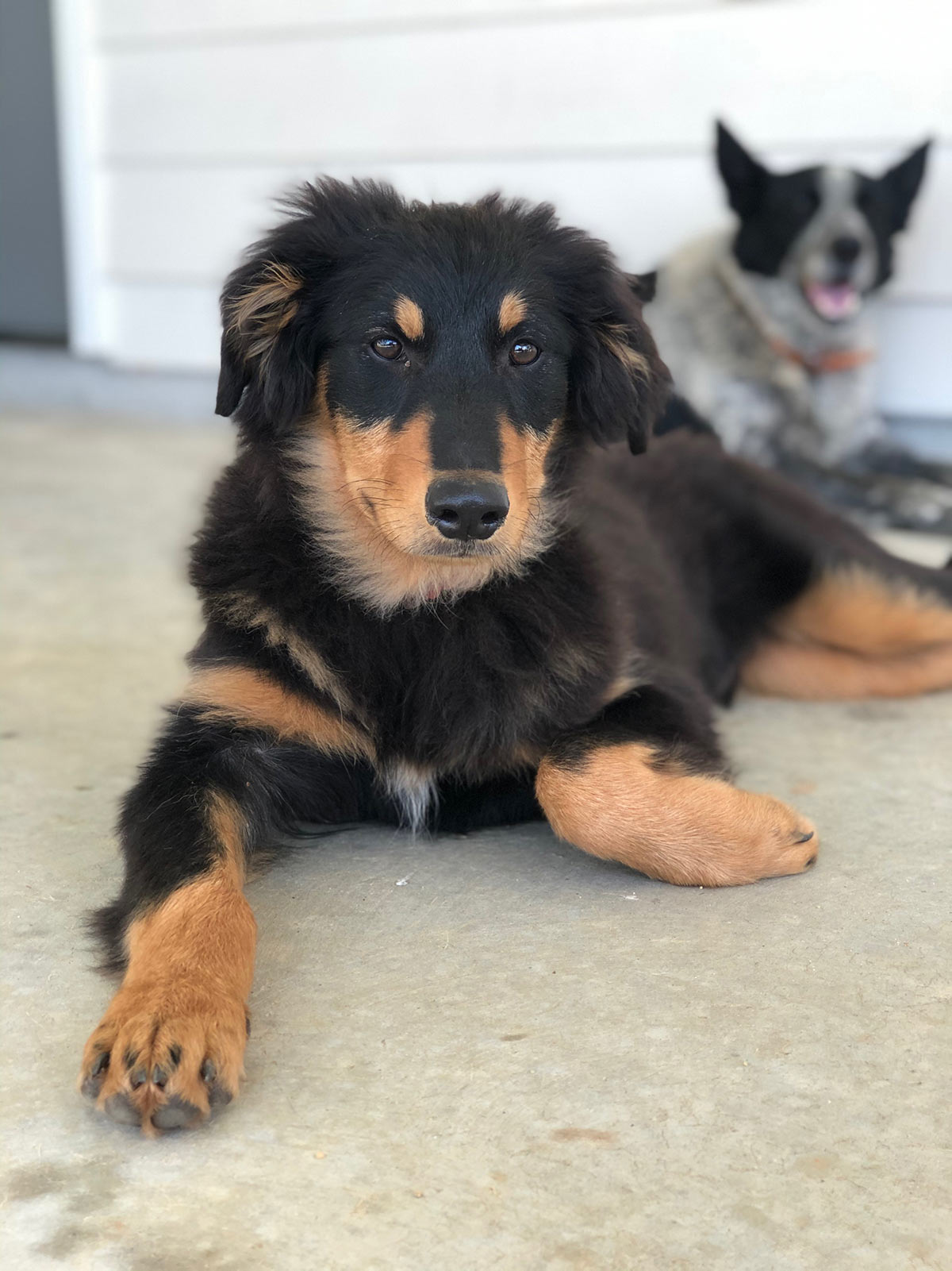 Alabama Farm Dog - Black and Tan English Shepherds